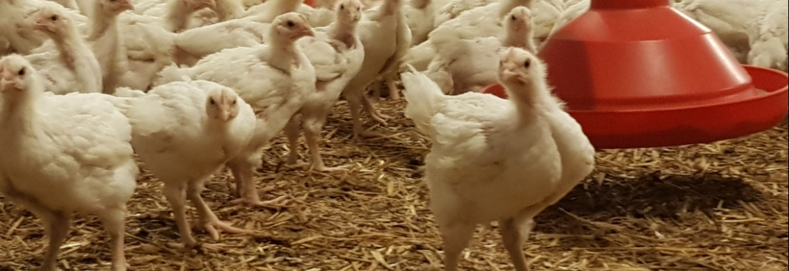 Nouvelle envolée du coût des matières premières : les aviculteurs ...